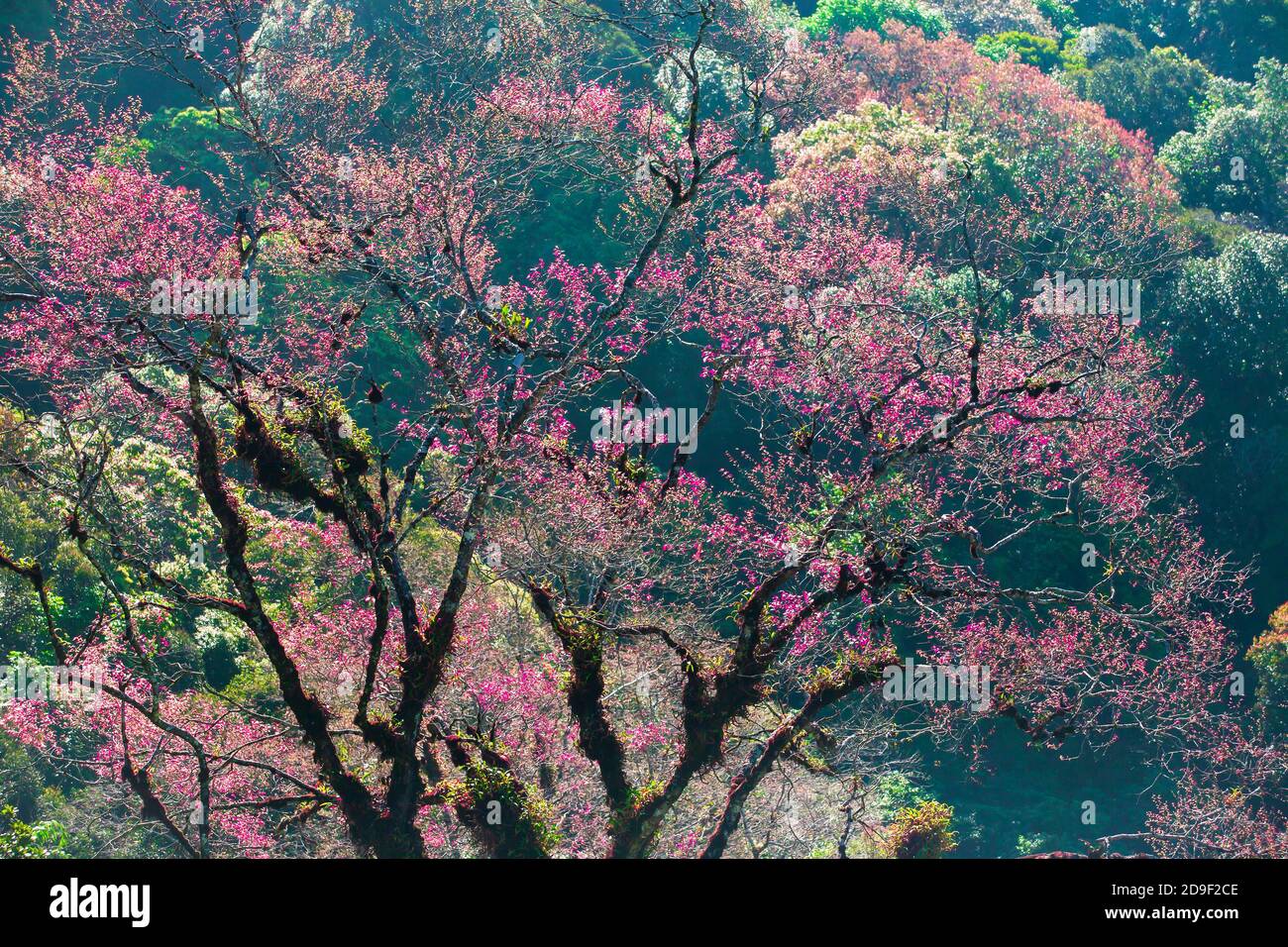 Colourful young pink leaves and flowers of wild tree against sunrise in ...