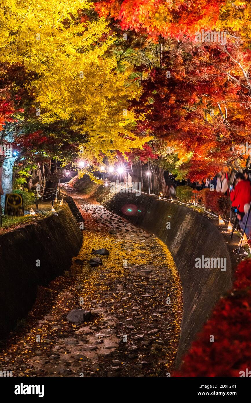 Night display of the colorful trees in autumn at Fujikawaguchiko next ...