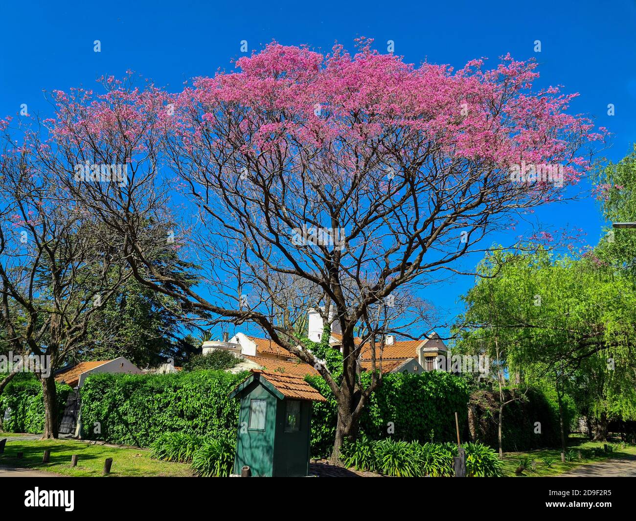 Beautiful tree of pink flowers Stock Photo - Alamy