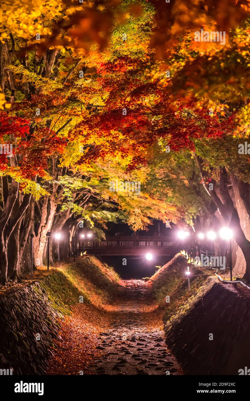 Night display of the colorful trees in autumn at Fujikawaguchiko next ...