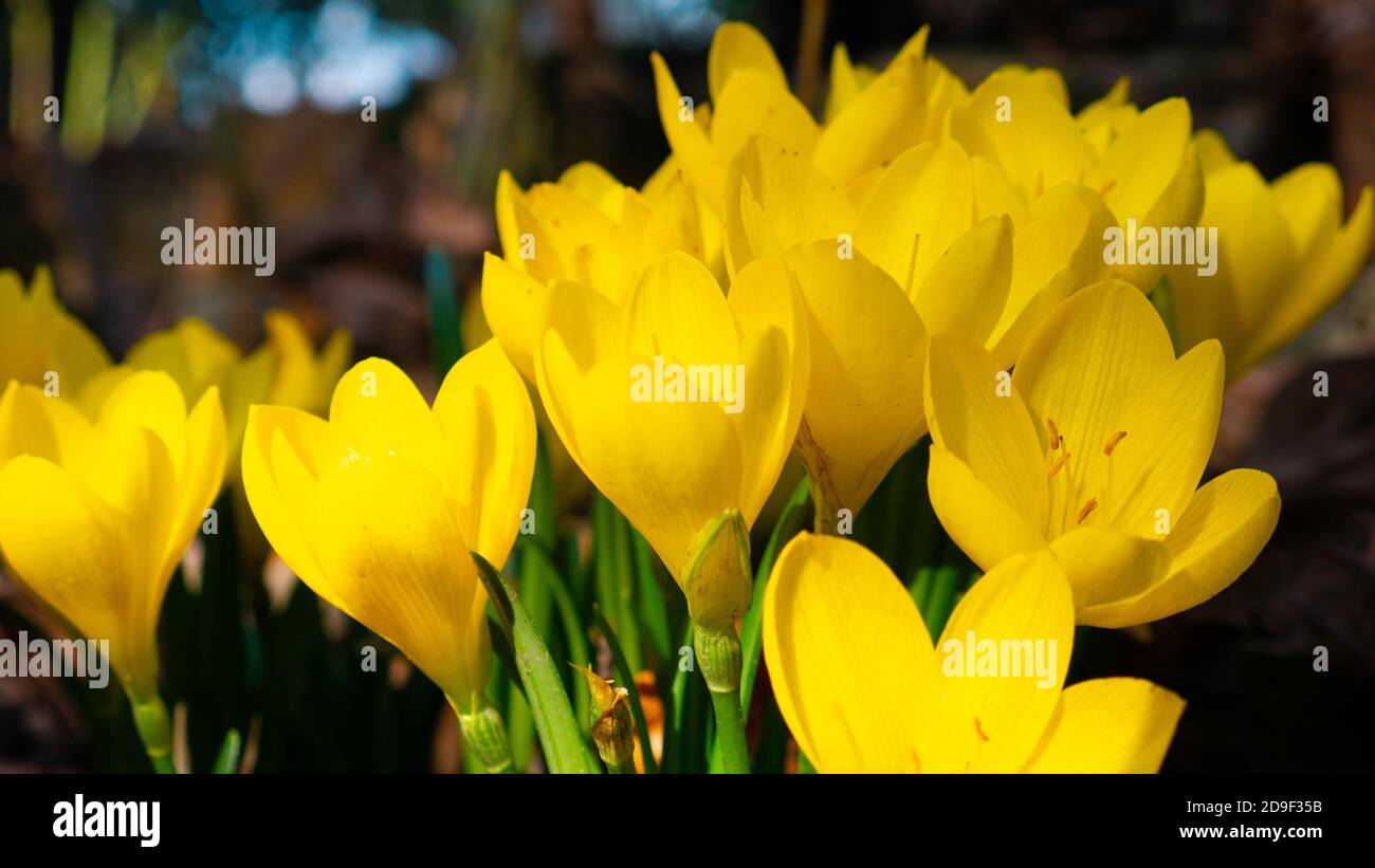 Yellow Crocus flowers blooming in the autumn. Yellow crocus spring ...
