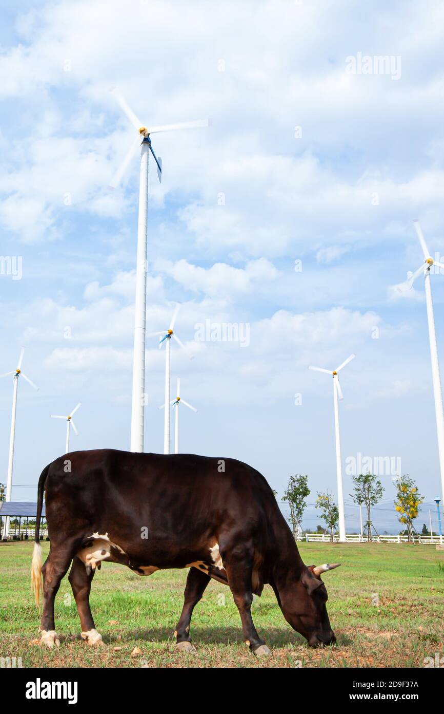 Horizontal view of ecosystem agriculture with cow, Wind turbines, solar ...
