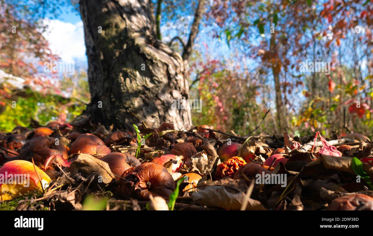 Fallen apples under a tree Stock Photo - Alamy
