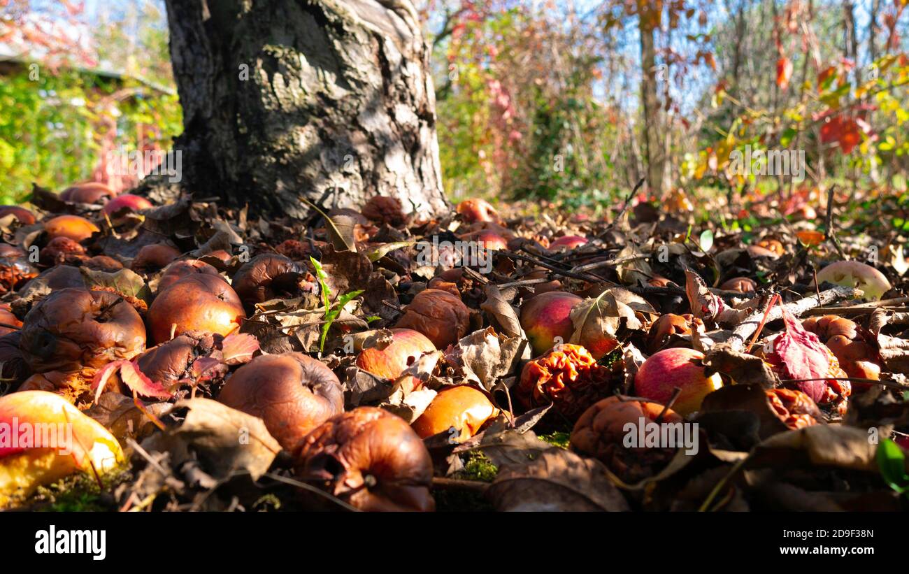 Fallen apples from a tree on a sunny day Stock Photo - Alamy