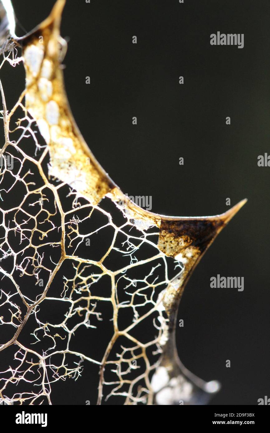 close up of holly leaf skeleton with dark background and light shining ...