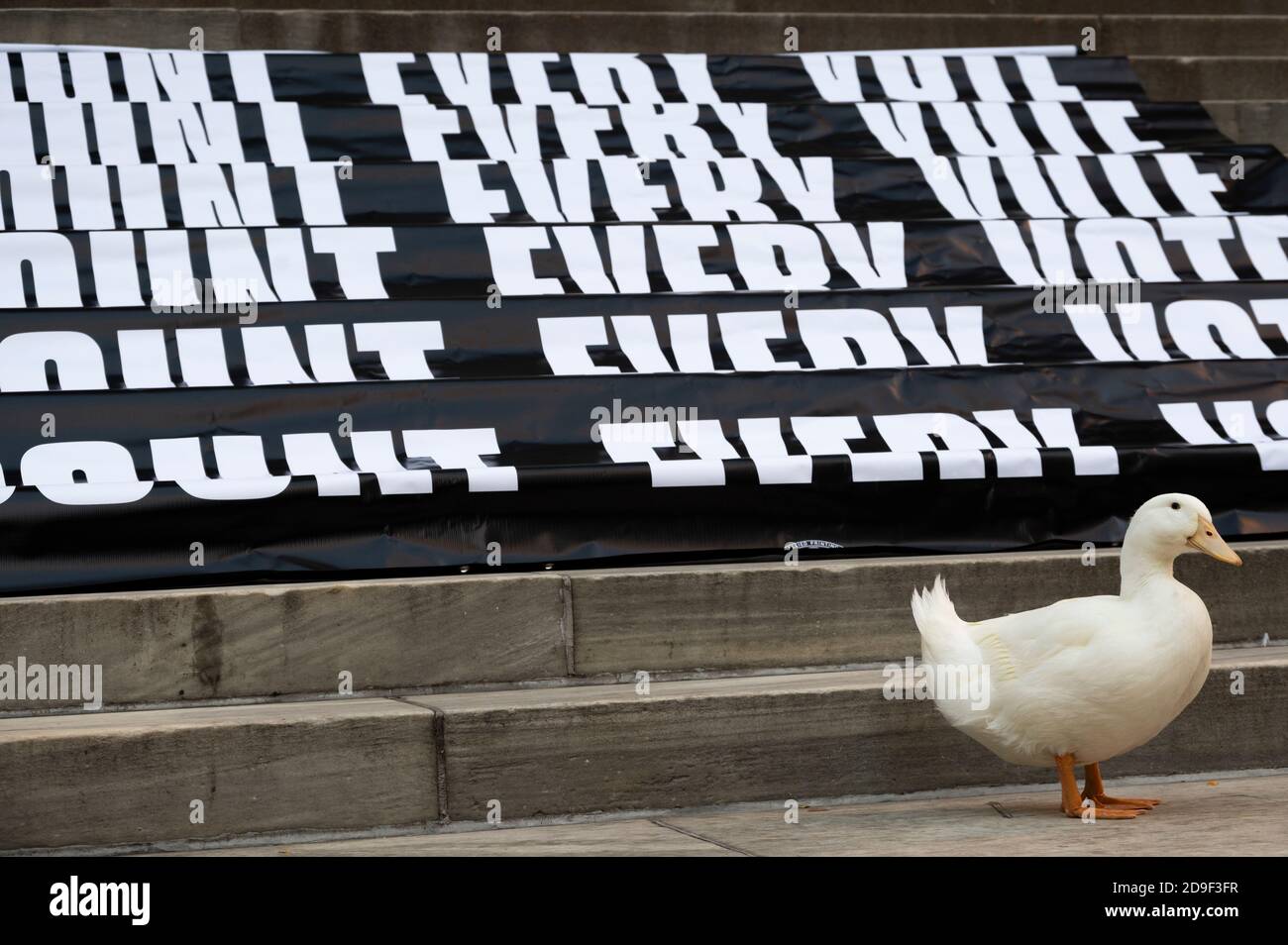 Manhattan, USA. 4th Nov, 2020. A Protester's duck walks past a "COUNT ...