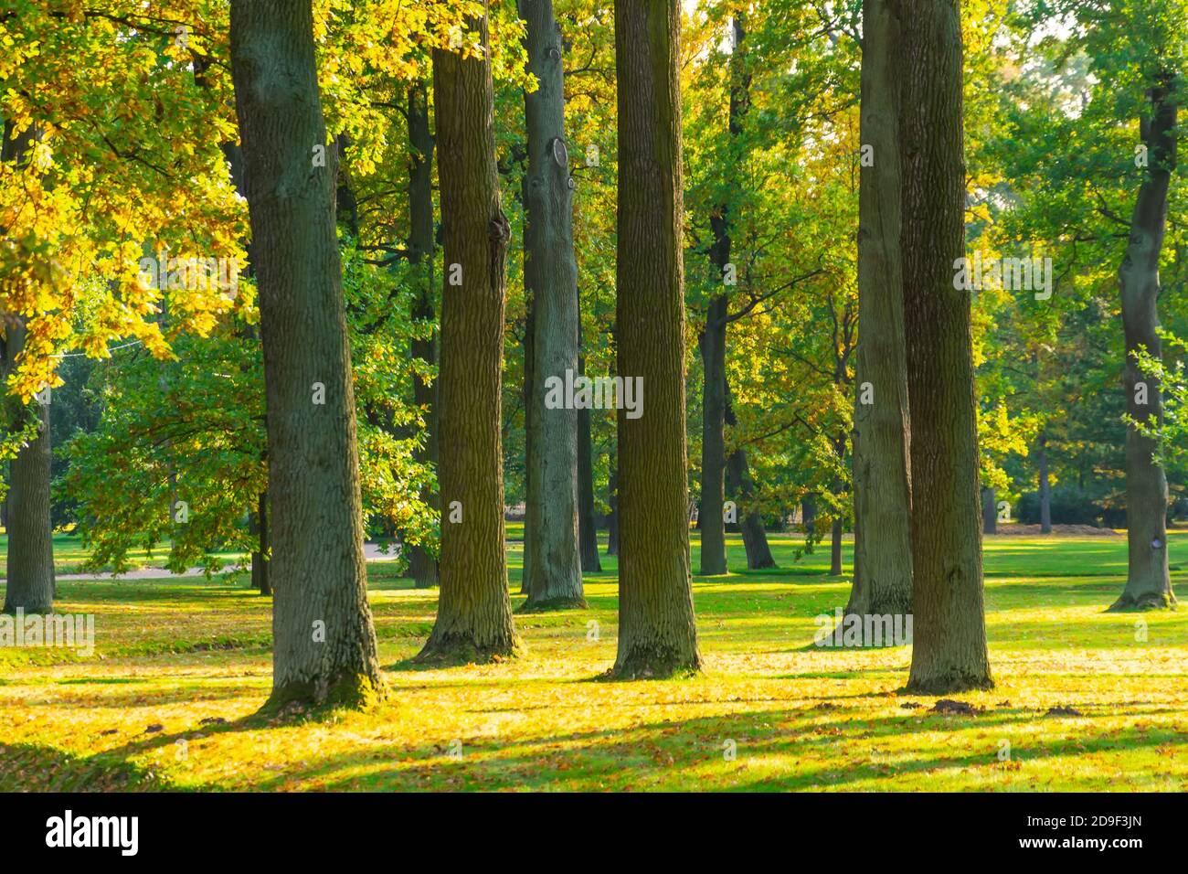 Tree trunk lit evening sun hi-res stock photography and images - Alamy