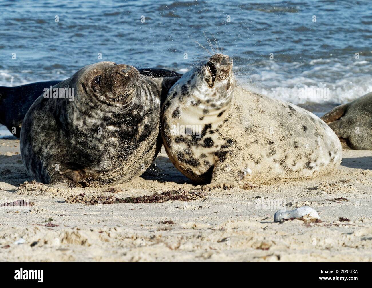 Cow and bull seals on Horsey beach, Norfolk come ashore at the end of ...