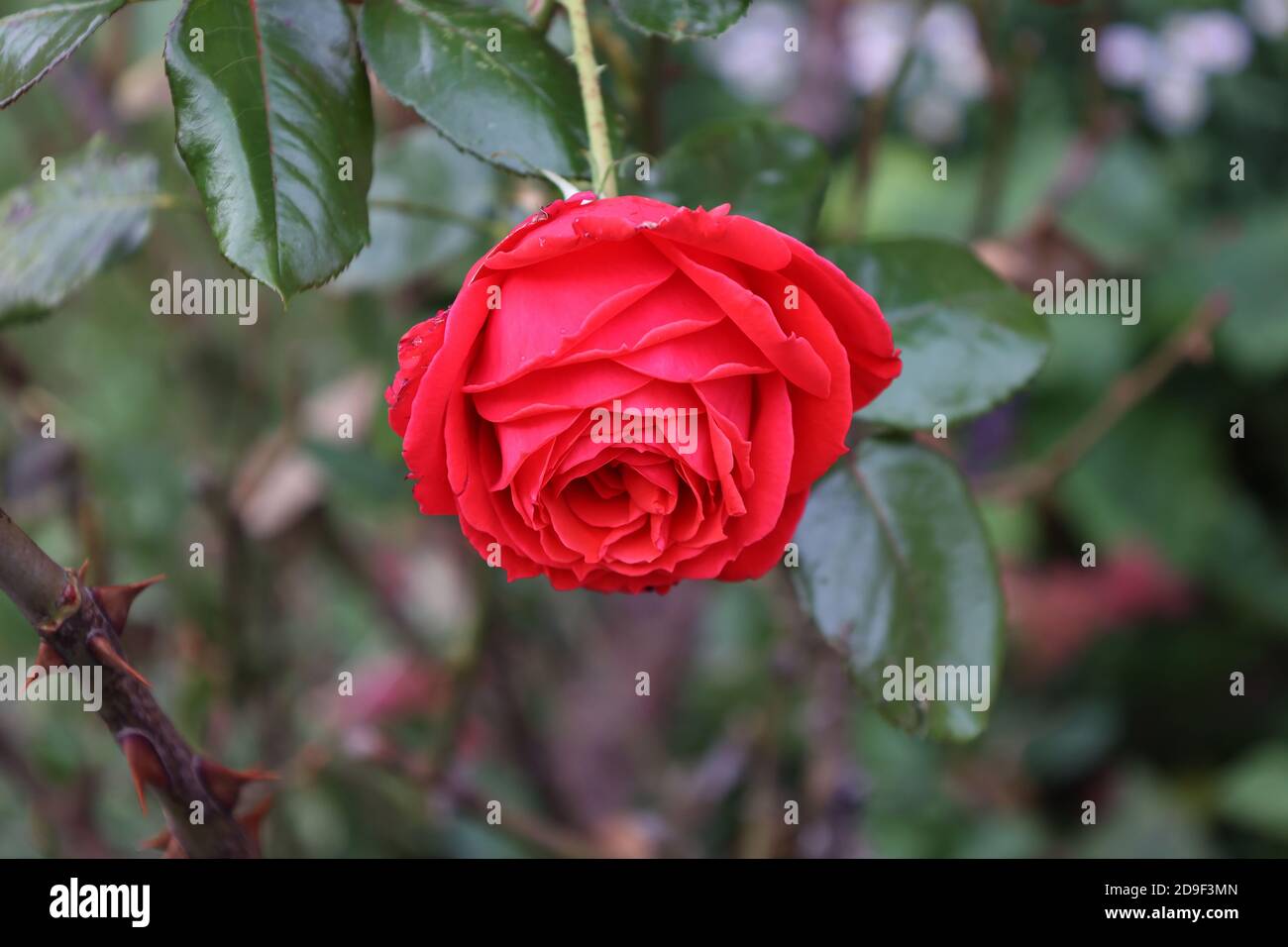 Soft focus of an upside down red rose flower among rose bushes at a ...
