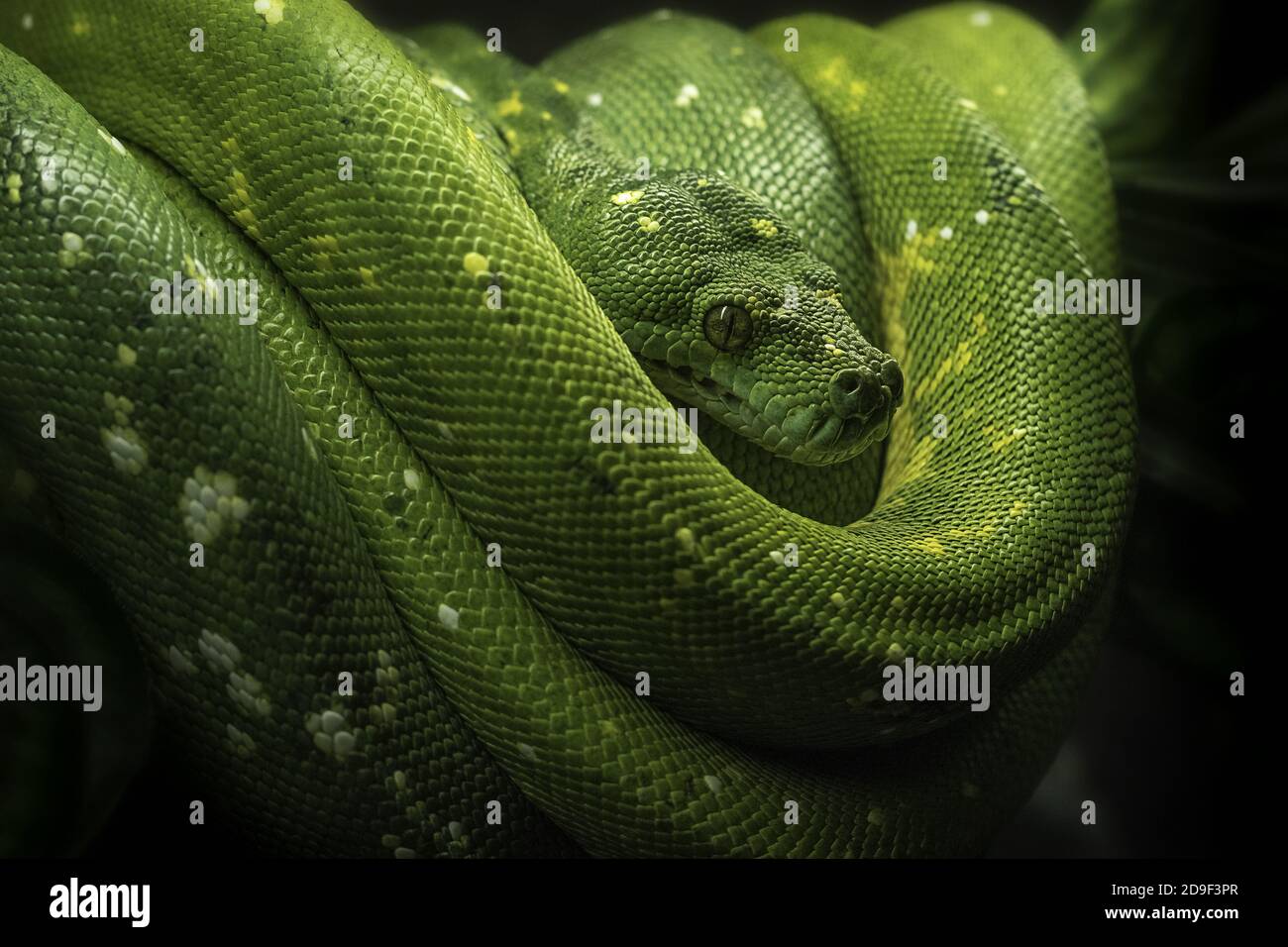 Closeup of a cute green tree python Stock Photo - Alamy