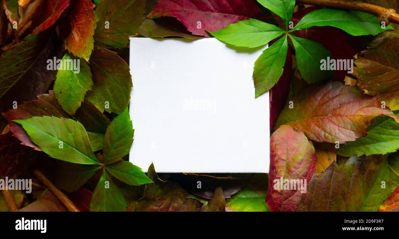 Creative layout made of autumn leaves with paper card note. Flat lay ...