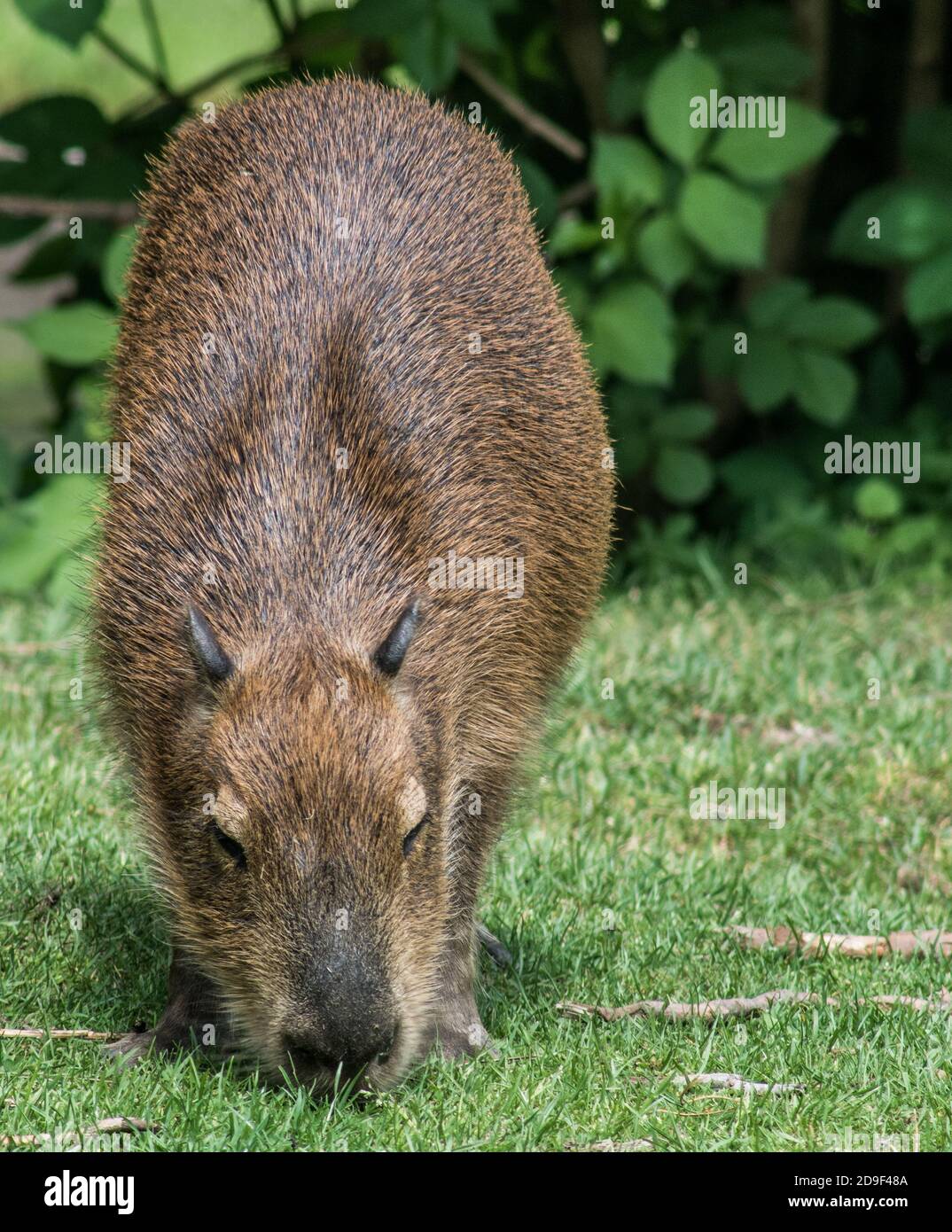 Vertical closeup of a grazing capybara Stock Photo - Alamy