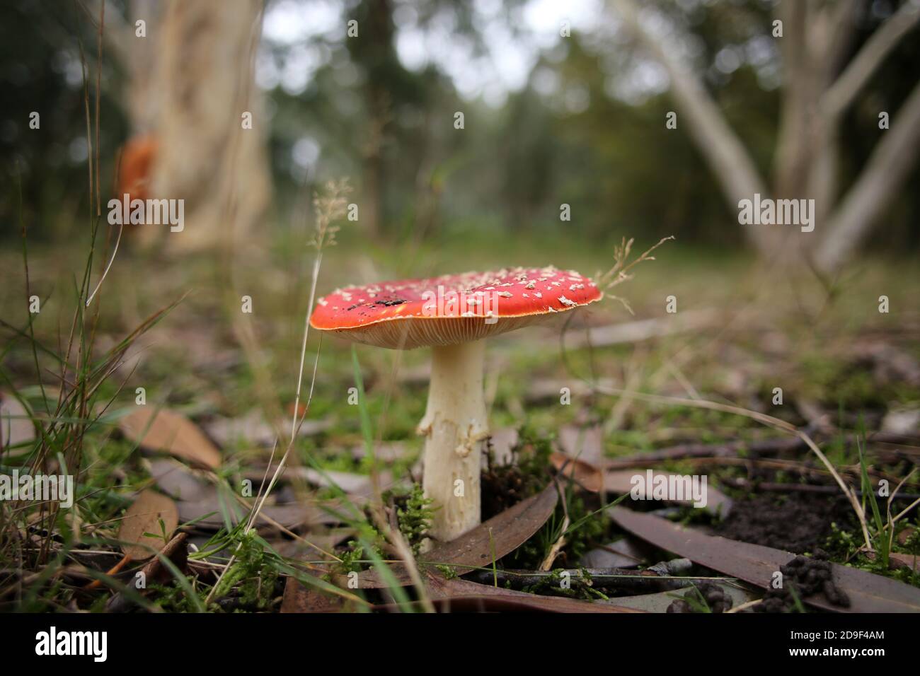 A fly agaric (Amanita muscaria) toadstool / funghi / mushroom, growing ...