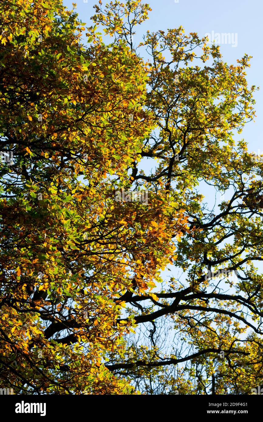 Oak trees in autumn, Snitterfield Bushes Nature Reserve, Warwickshire ...