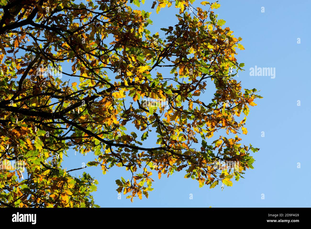 Oak tree in autumn, Snitterfield Bushes Nature Reserve, Warwickshire ...