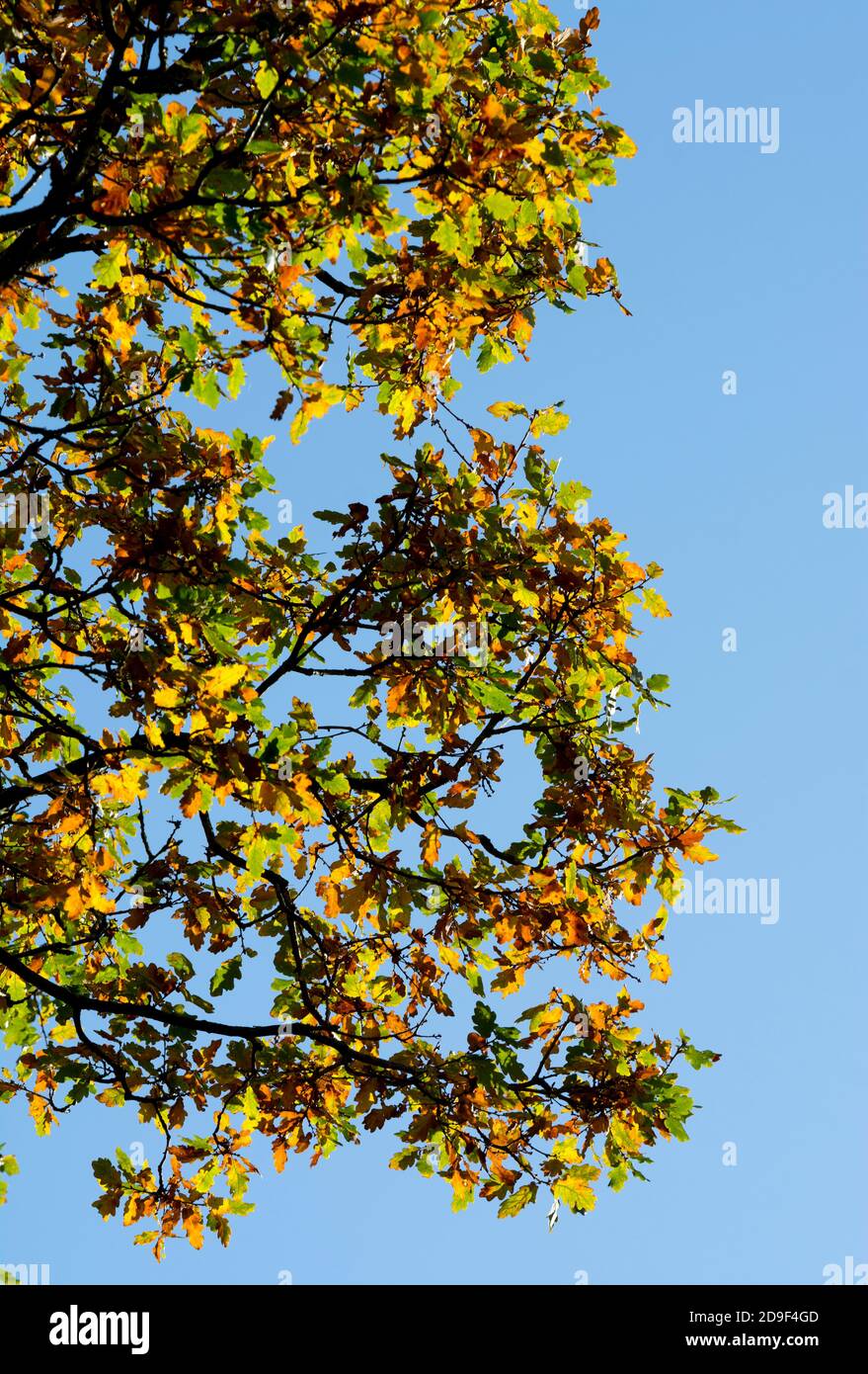 Oak tree in autumn, Snitterfield Bushes Nature Reserve, Warwickshire ...