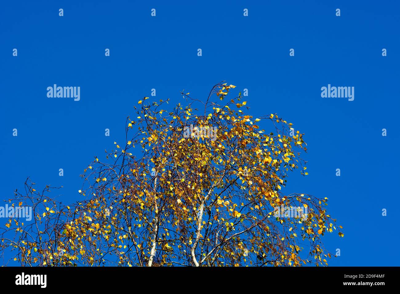 Silver Birch tree in autumn, Snitterfield Bushes Nature Reserve ...