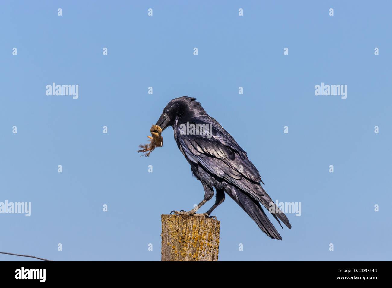 A large Raven (Corvus corax) with a furry prize at the San Luis ...