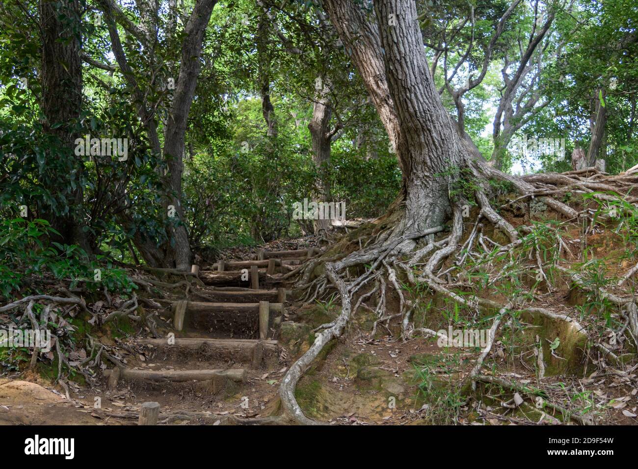 Beautiful view of a hiking trail with trees roots and a staircase ...