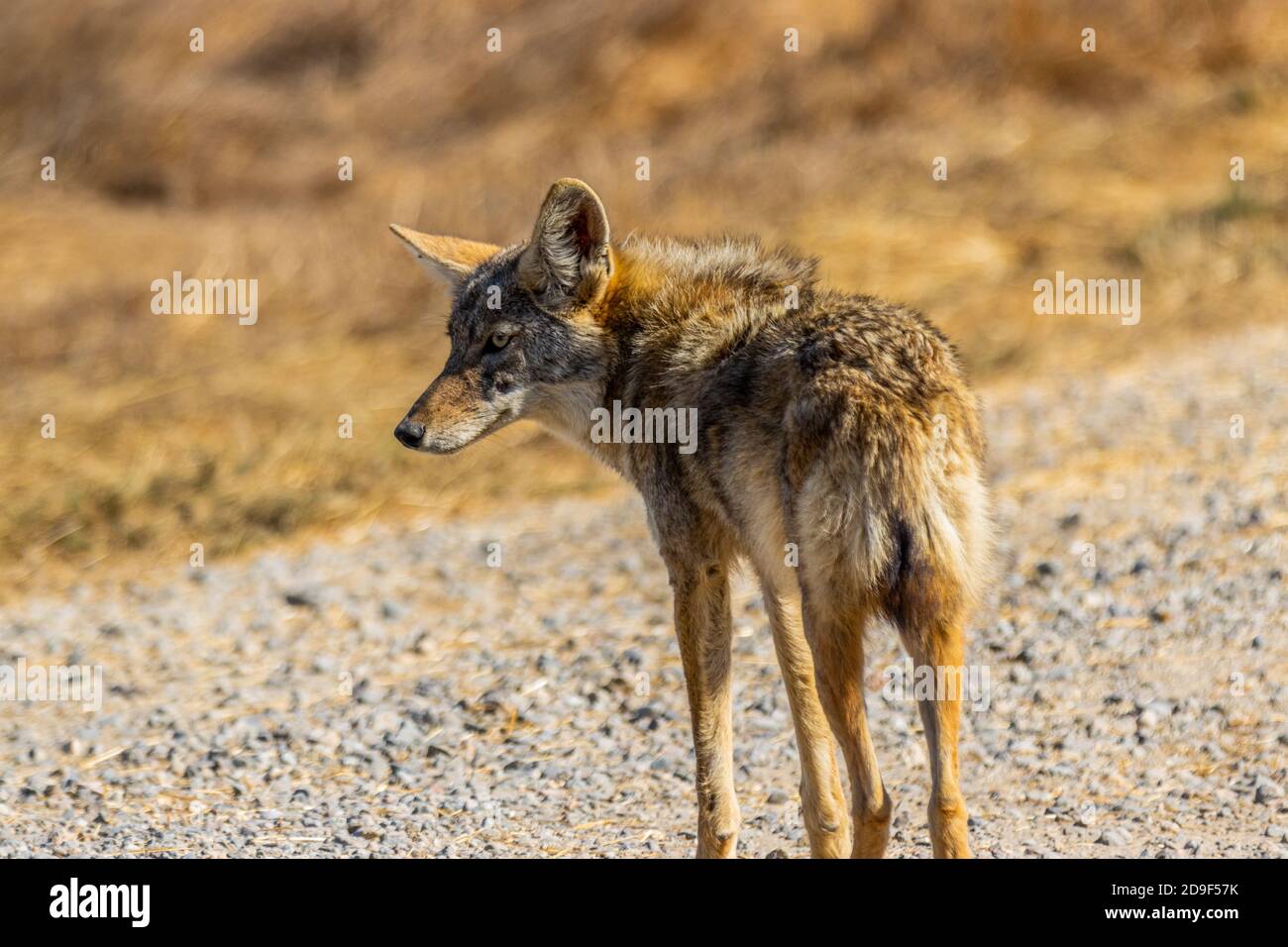 A Coyote (Canis latrans) at the Merced National Wildlife refuge in the ...