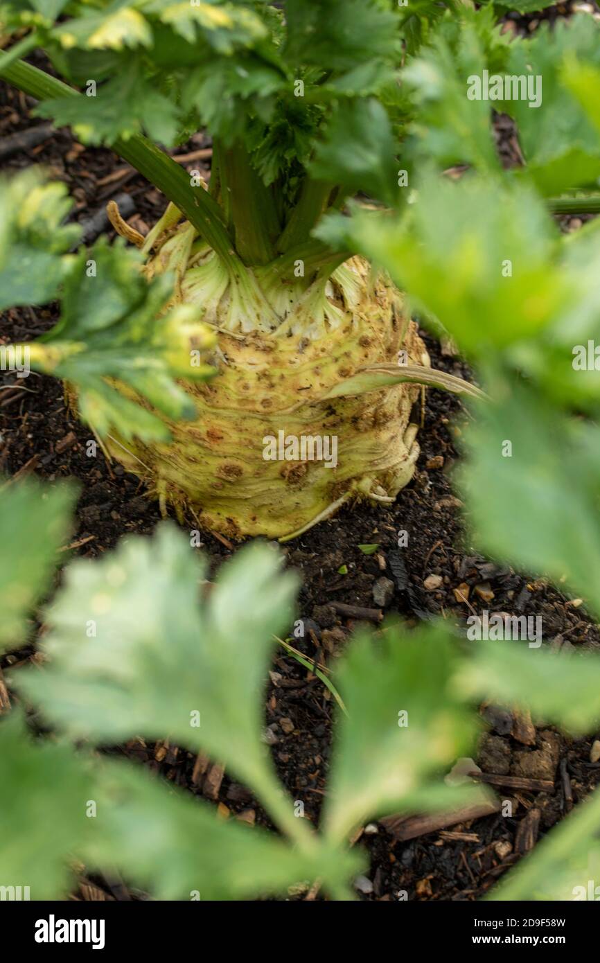 Swollen stems of Celeriac-monarch, natural garden plant portrait Stock ...