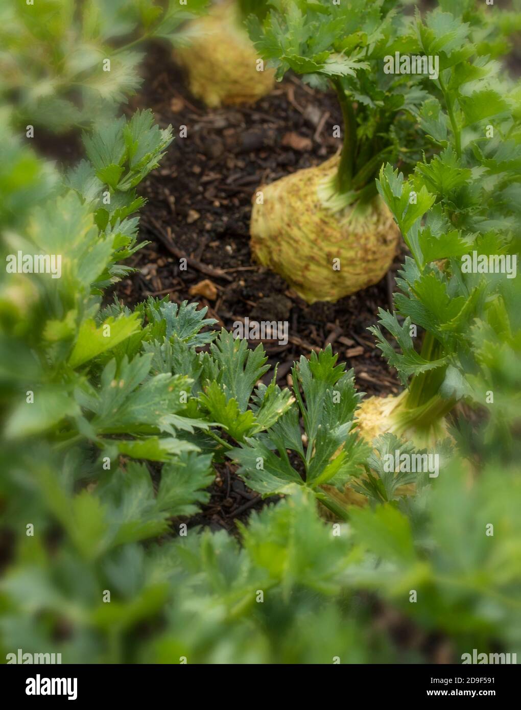 Swollen stems of Celeriac-monarch, natural garden plant portrait Stock ...