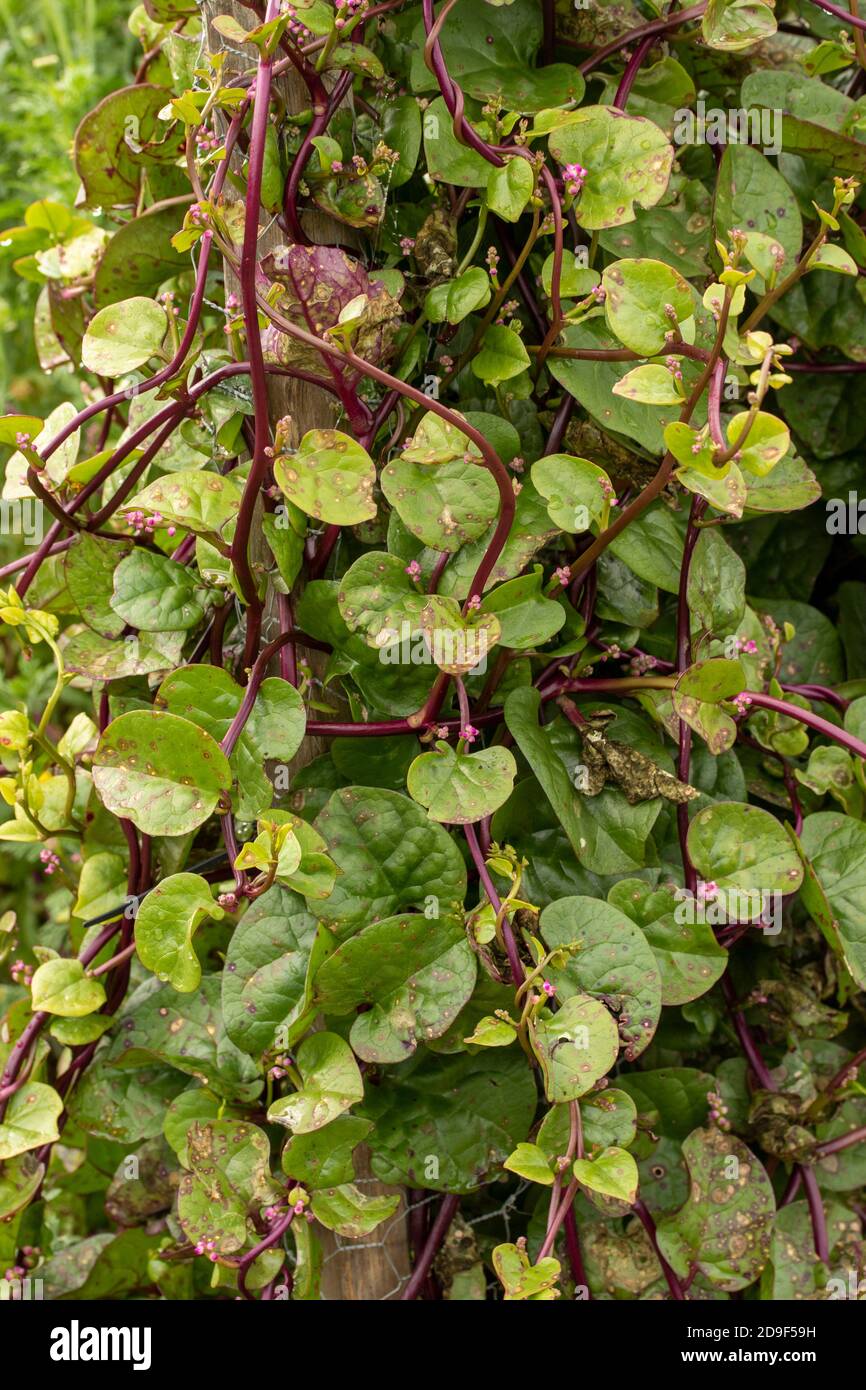 Malabar Spinach-red, vegetable Stock Photo - Alamy