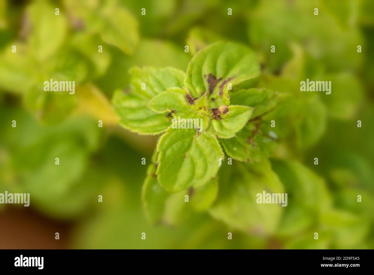 Japanese mint (Mentha Canadensis Stock Photo - Alamy