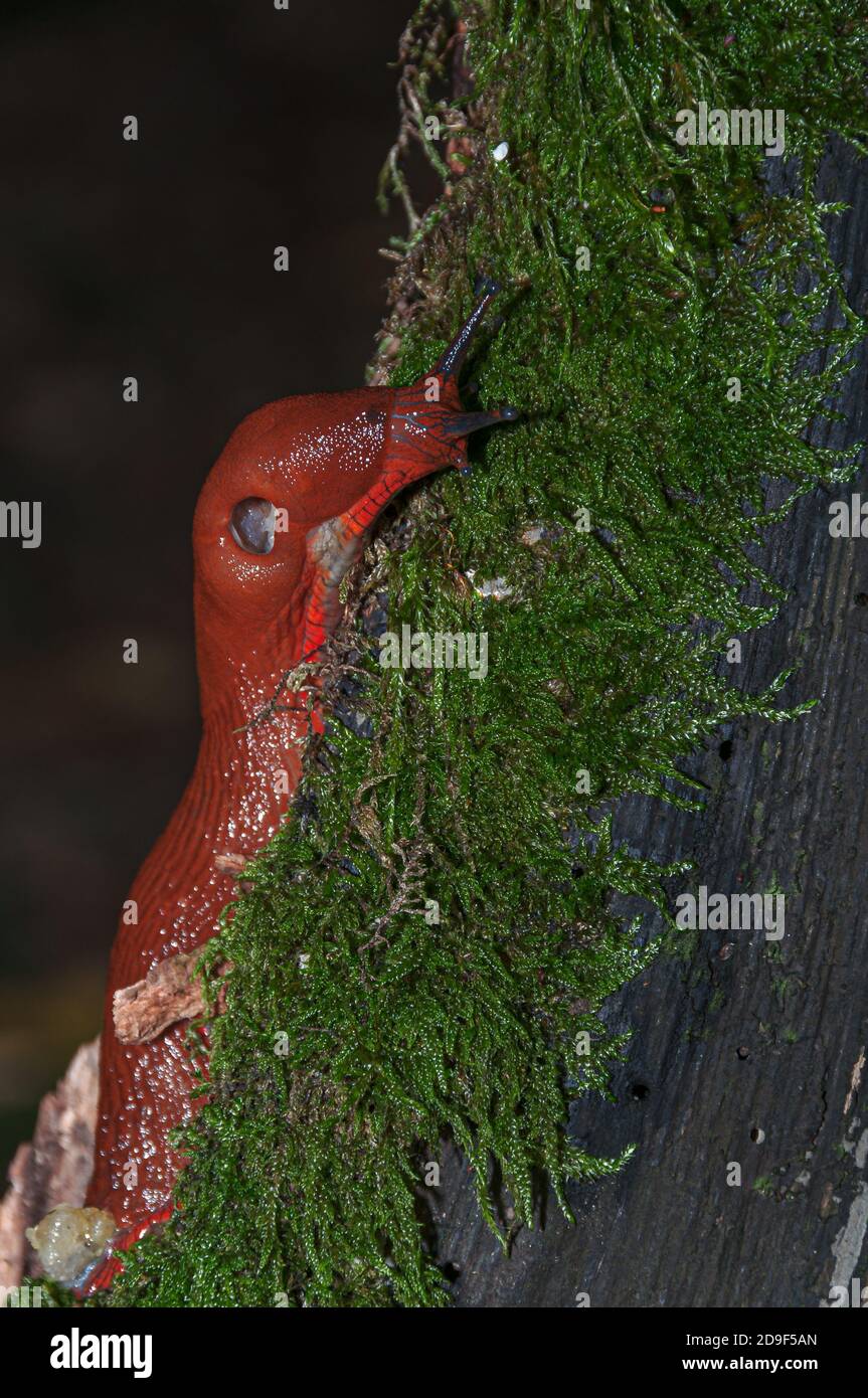 Closeup shot of a slug creeps along a tree trunk covered with moss ...