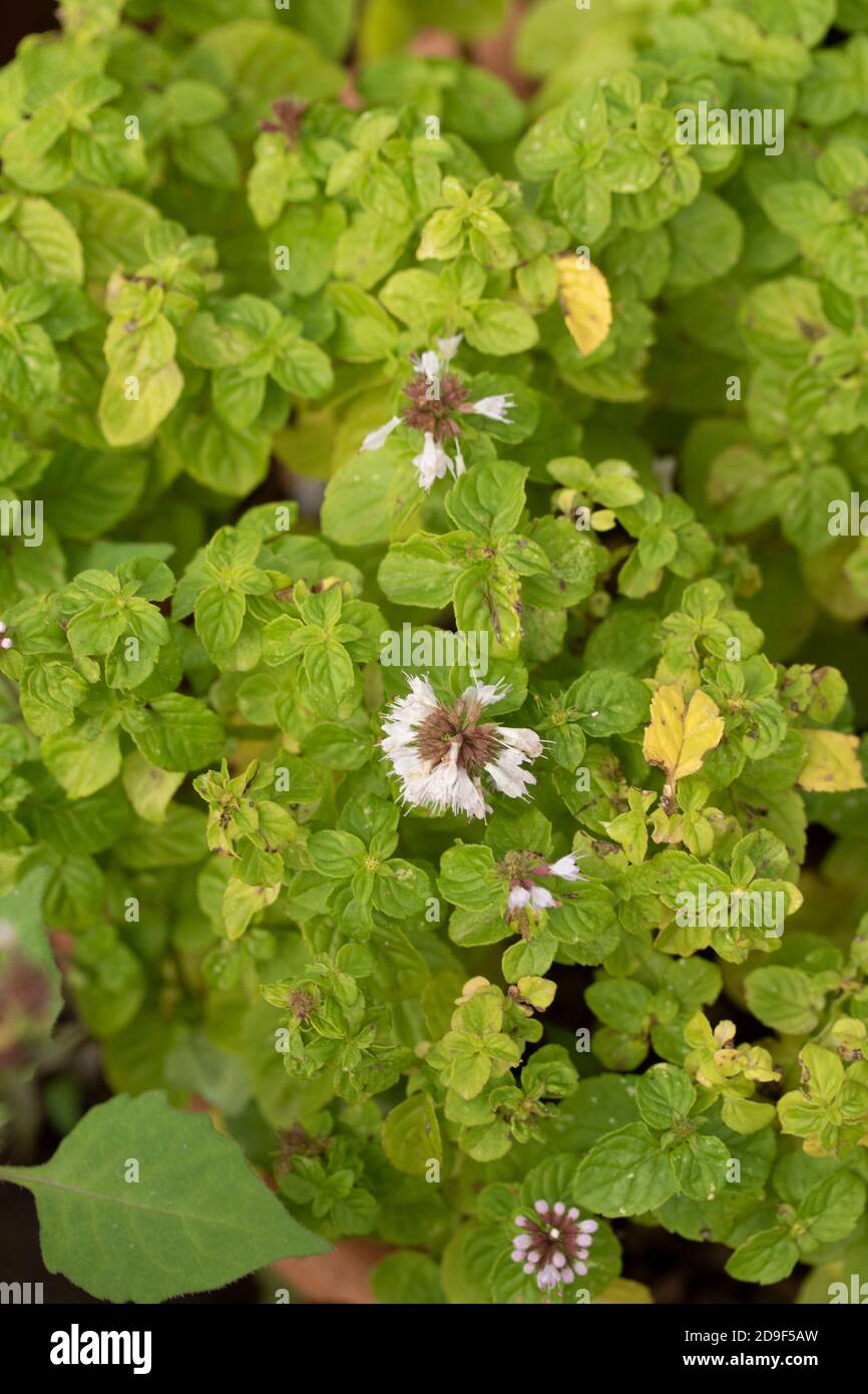 Japanese mint (Mentha Canadensis) Flower and foliage, close-up food ...