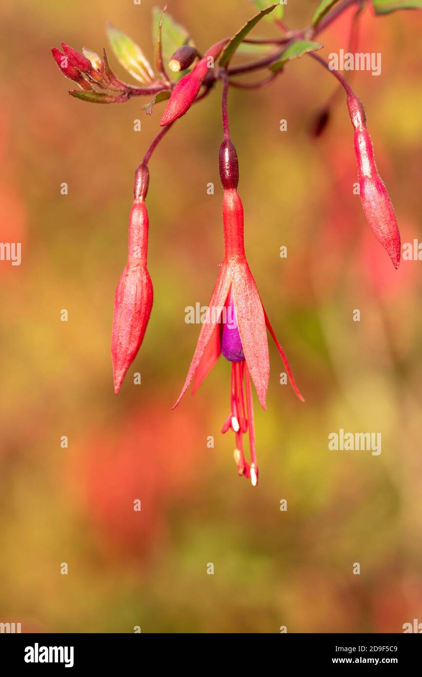 Fuchsia magellanica (Chilco) delicate blooms and foliage Stock Photo ...