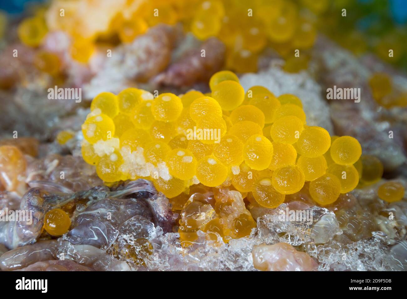 Roe eggs hi-res stock photography and images - Alamy