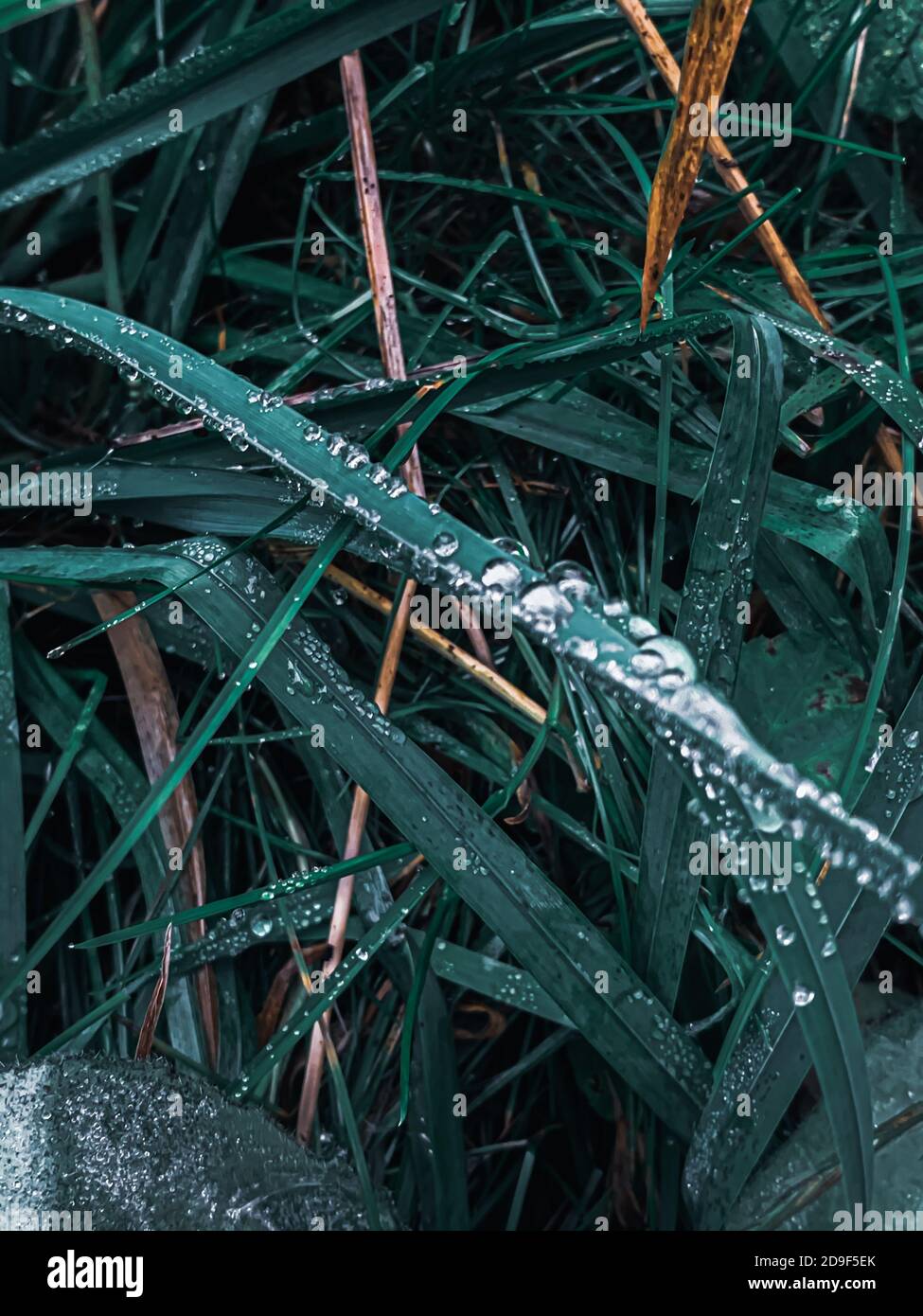 Drizzle on leaves plants hi-res stock photography and images - Alamy