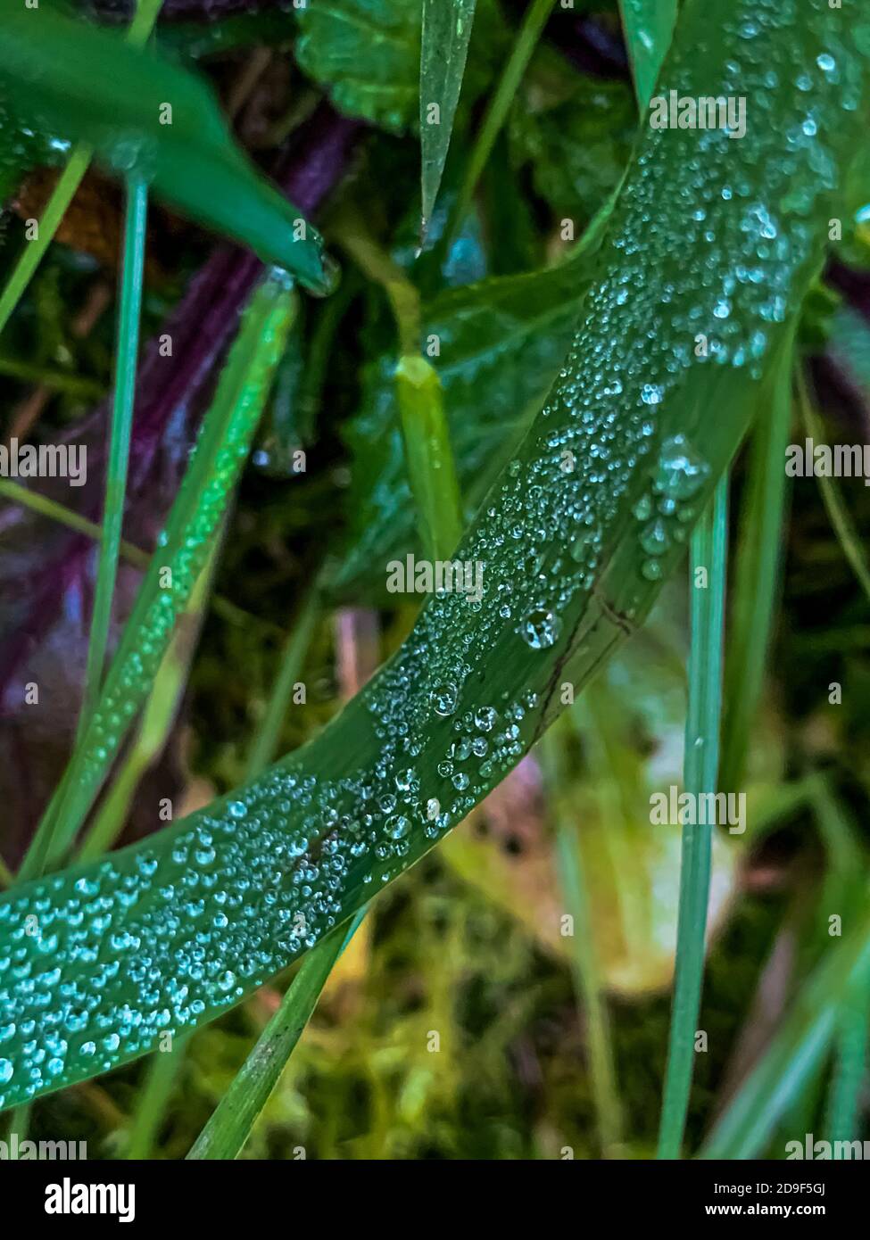 Selective focus shot of dew and drizzle on a plant's leaf Stock Photo ...