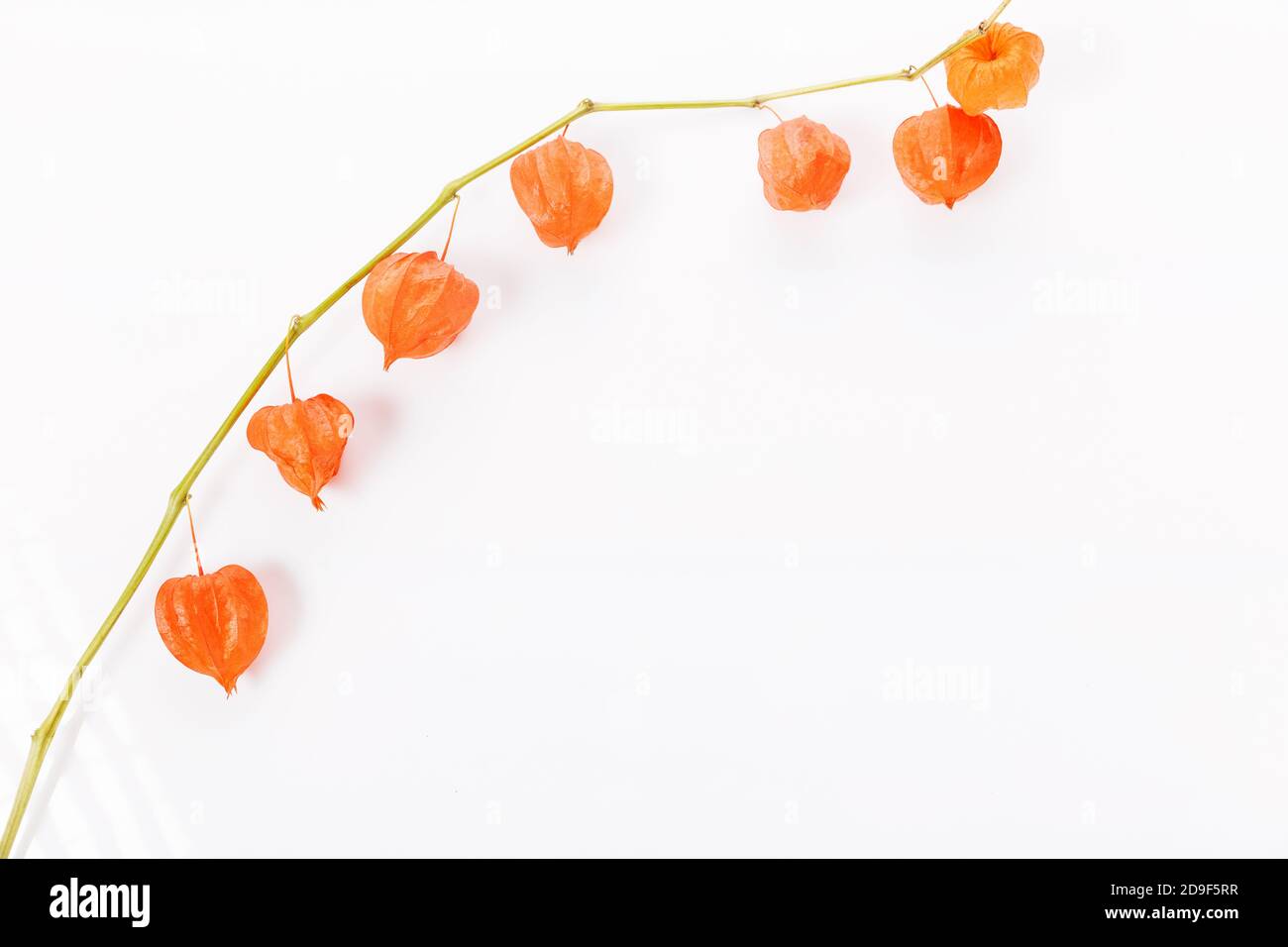 Twig of physalis, chinese lantern plant, bladder cherry or cape ...