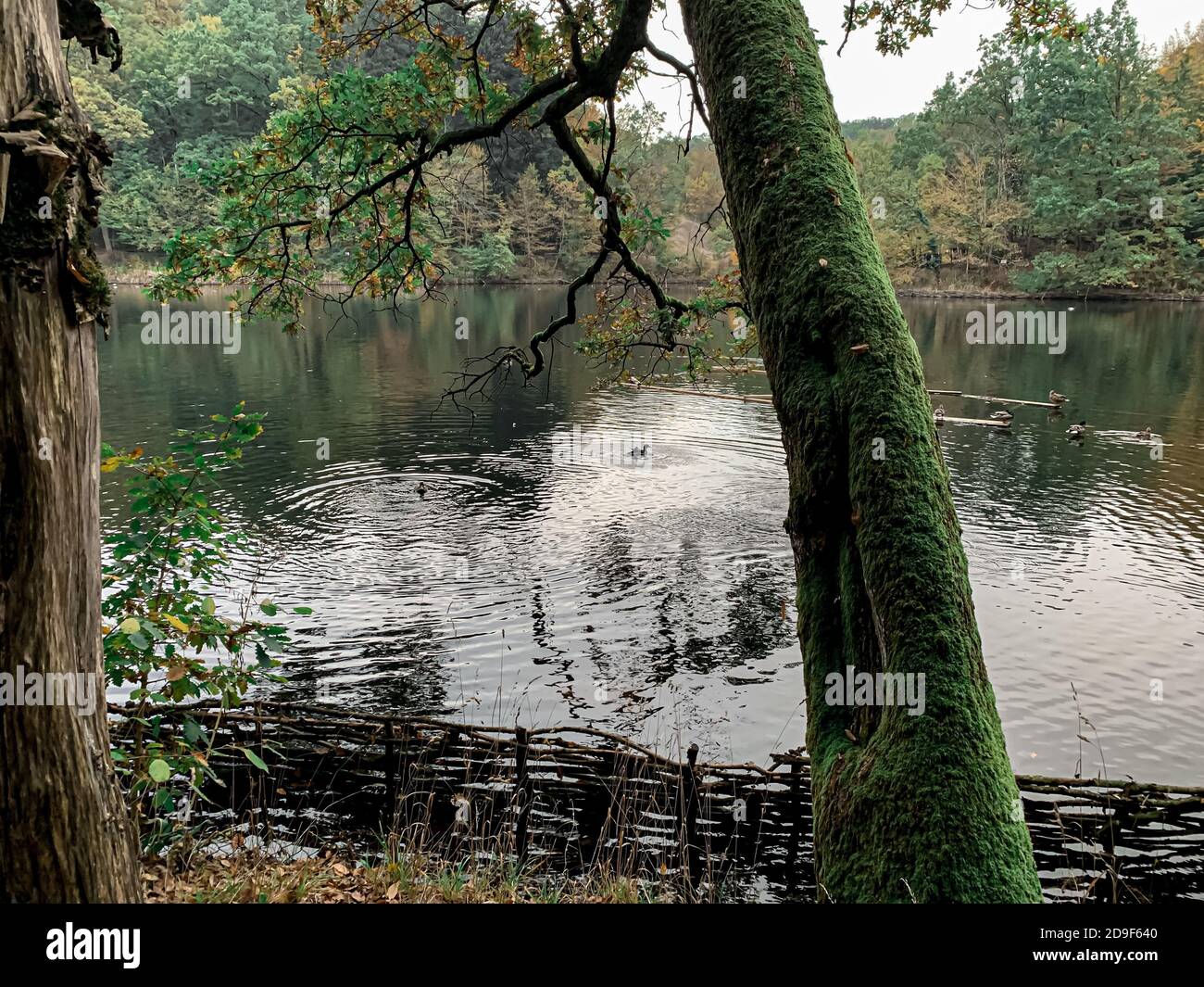 Tree trunk with green moss by the lake Stock Photo - Alamy