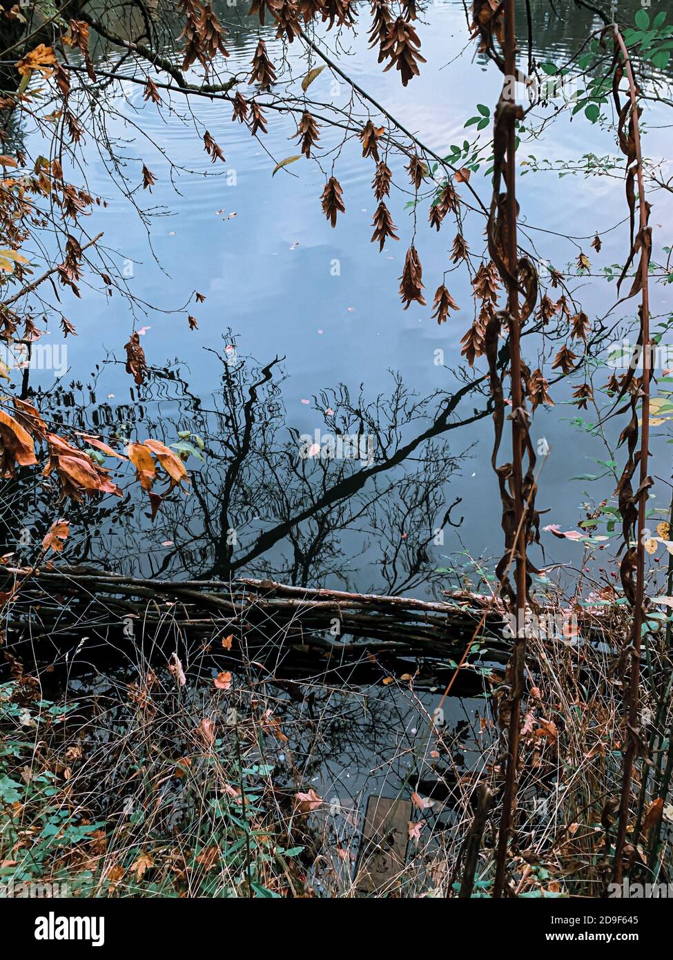 Vertical shot of dry foliage by a lake Stock Photo - Alamy