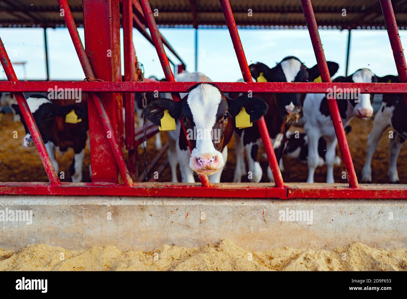 Large cowshed with milky cows on the farm Stock Photo - Alamy