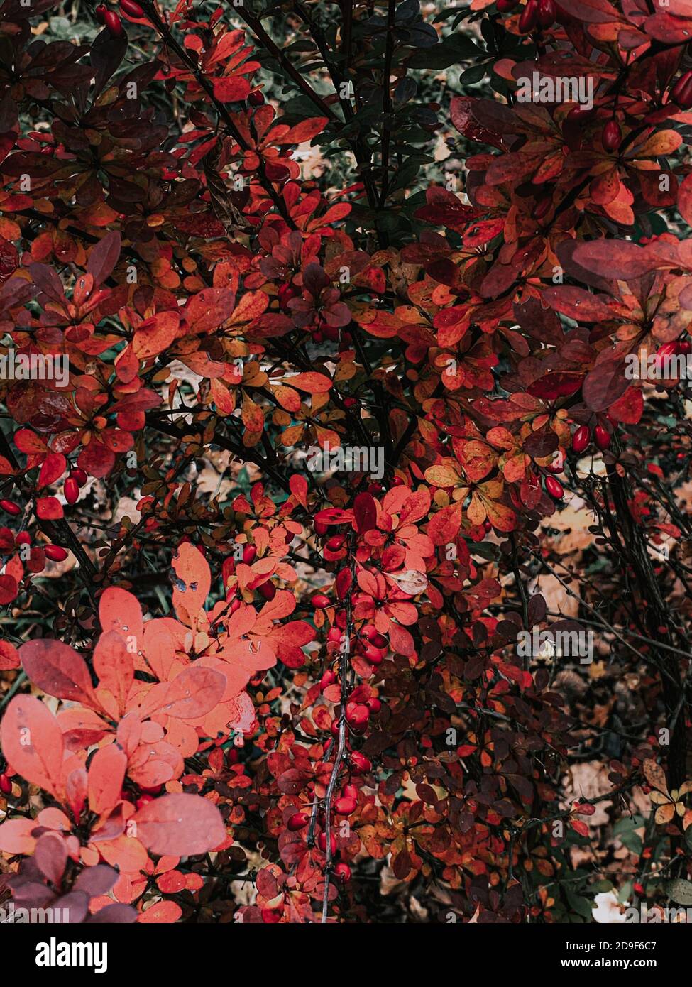 Beautiful vertical shot of red tree leaves Stock Photo - Alamy
