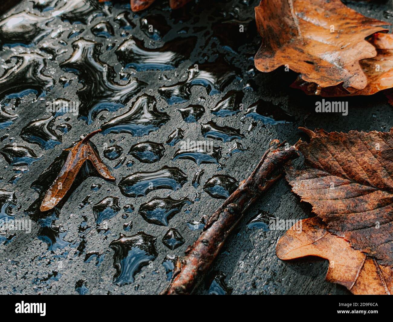 High angle closeup macro shot of Autumn leaves on a wet wooden surface ...