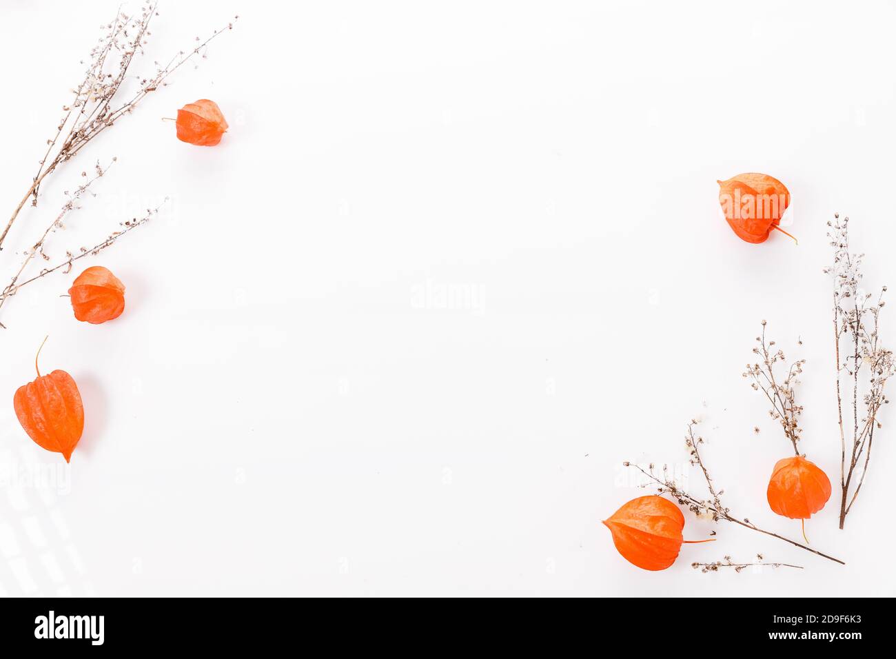 Twig of physalis, chinese lantern plant, bladder cherry or cape ...