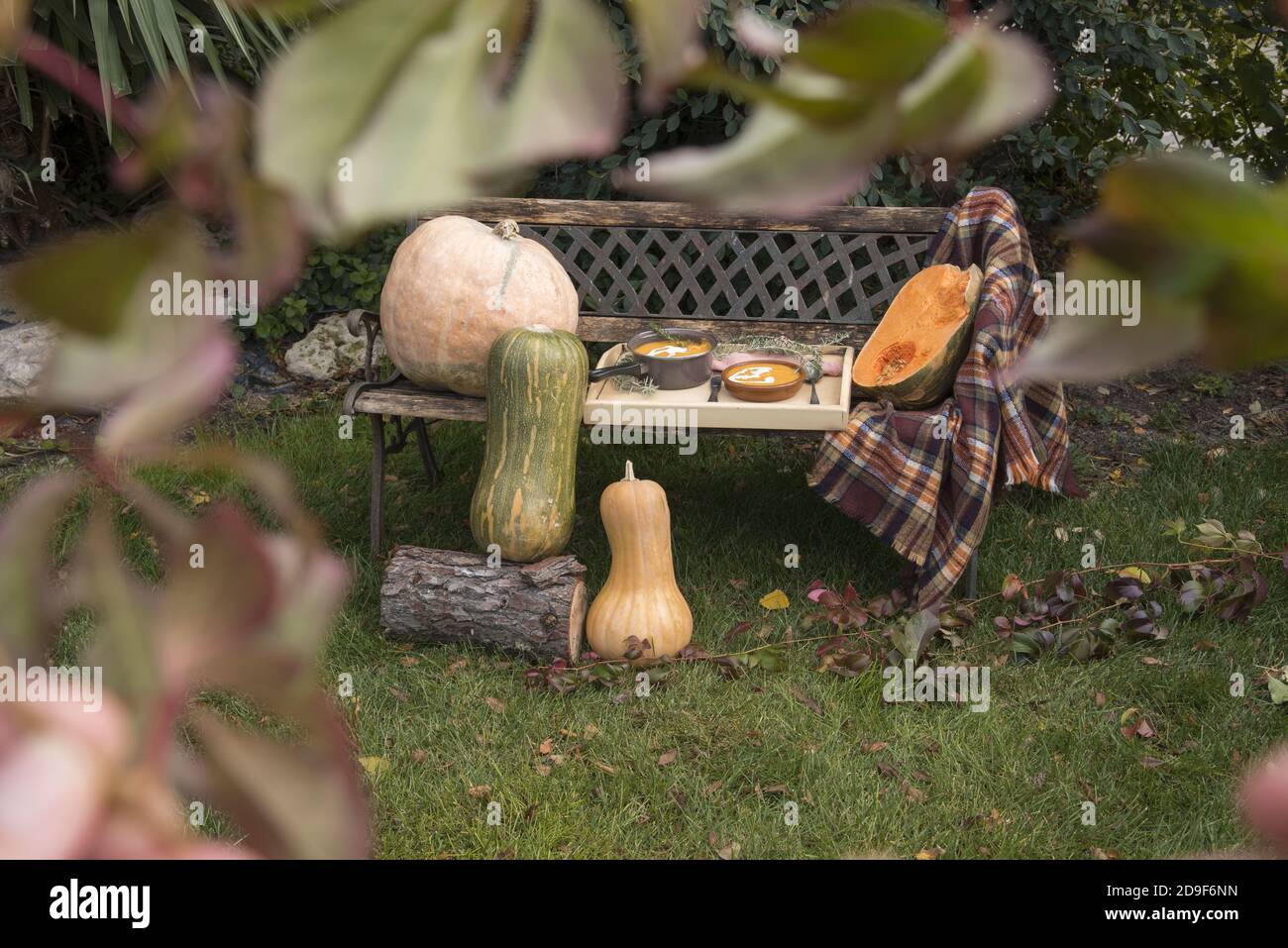 Bench in a garden decorated with pumpkins for Halloween with pumpkin ...