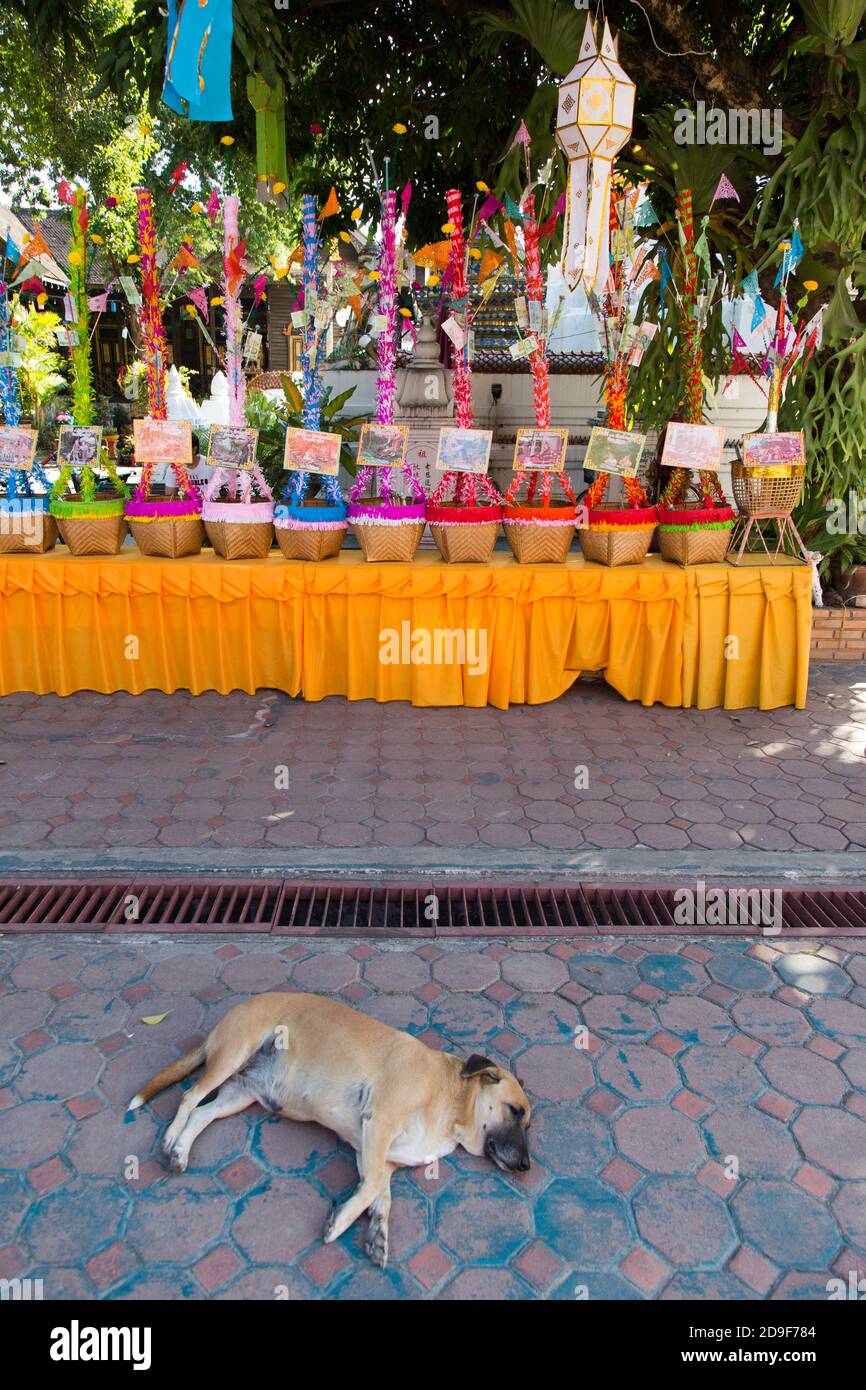 Thailand Wat Ket Karem dog temple, with statues and sleeping dogs and ...