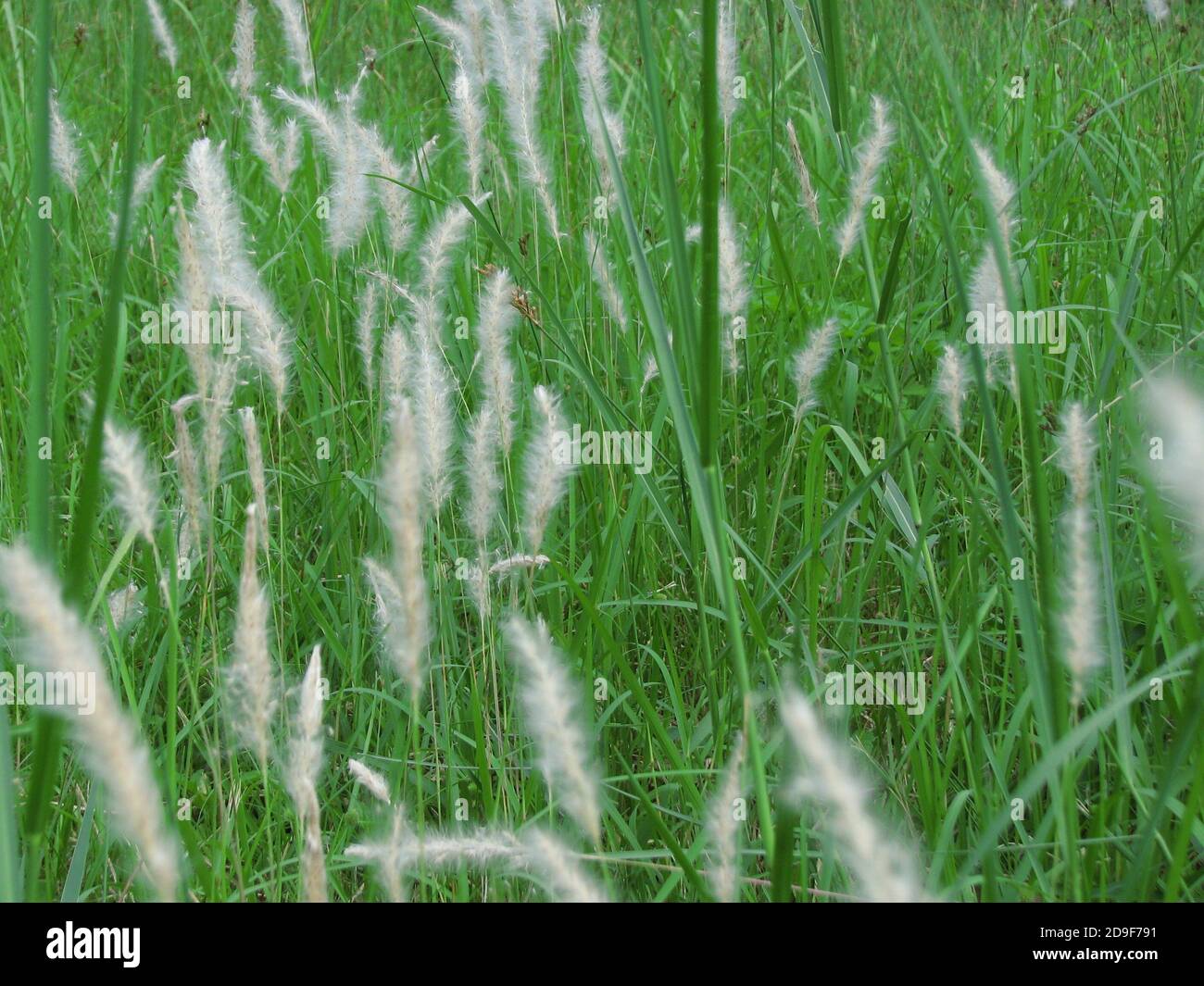 Closeup shot of cogon grass in green field Stock Photo - Alamy