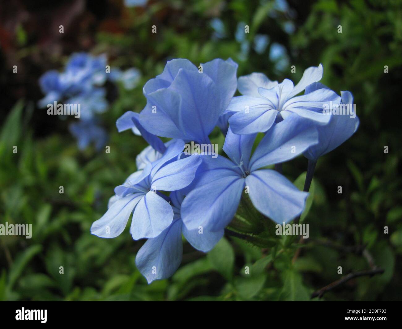 Tropical blue plumbago flower hi-res stock photography and images - Alamy