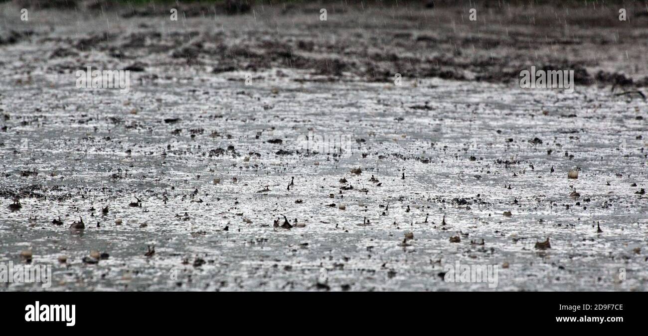 Landscape of rain on the ground Stock Photo - Alamy