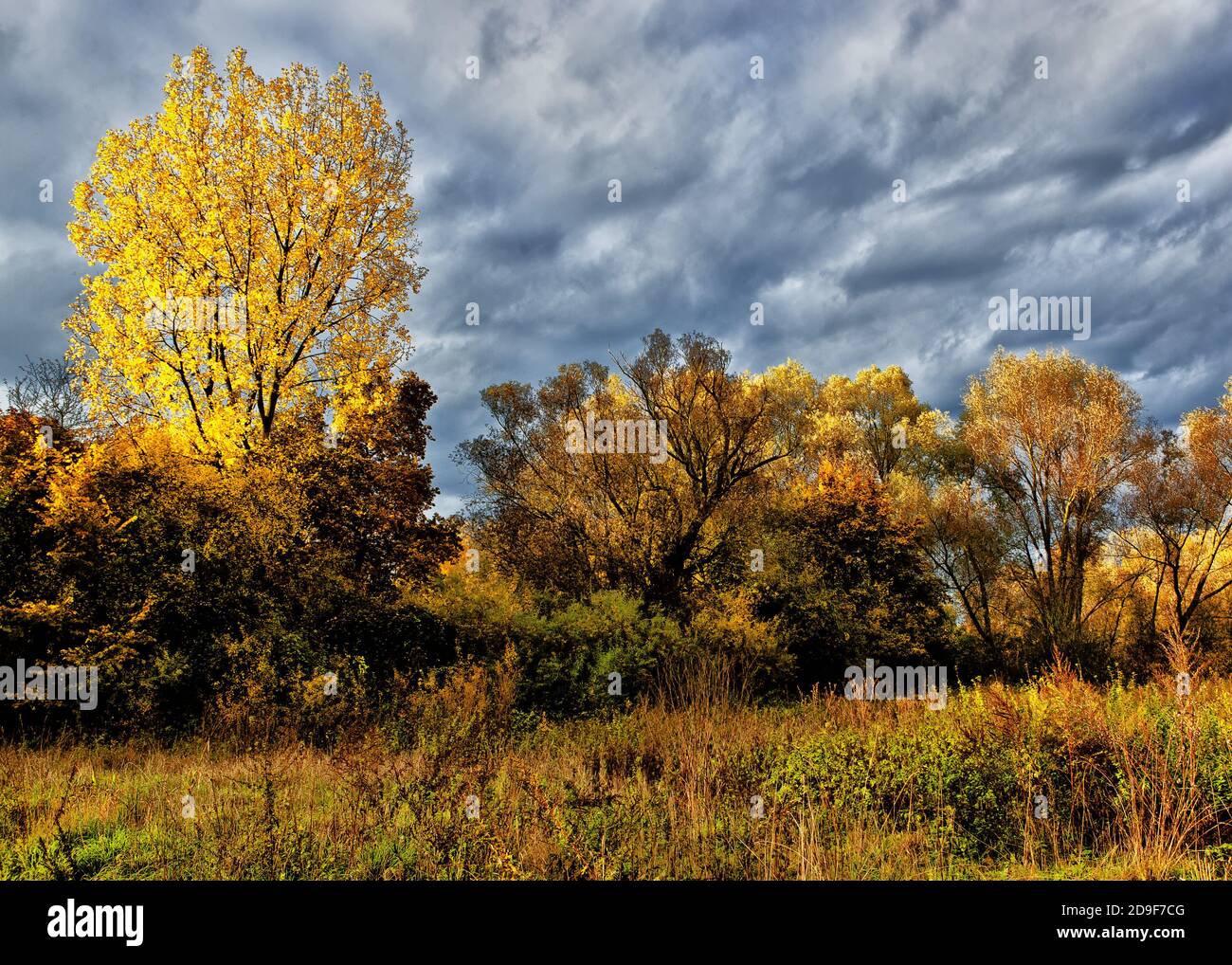 Landscape of autumn trees in a field under a cloudy sky Stock Photo - Alamy