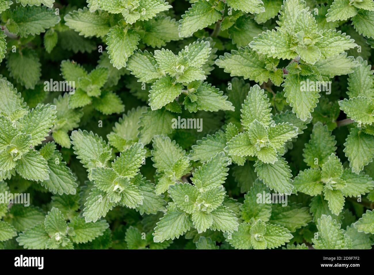 Catmint leaves hi-res stock photography and images - Alamy