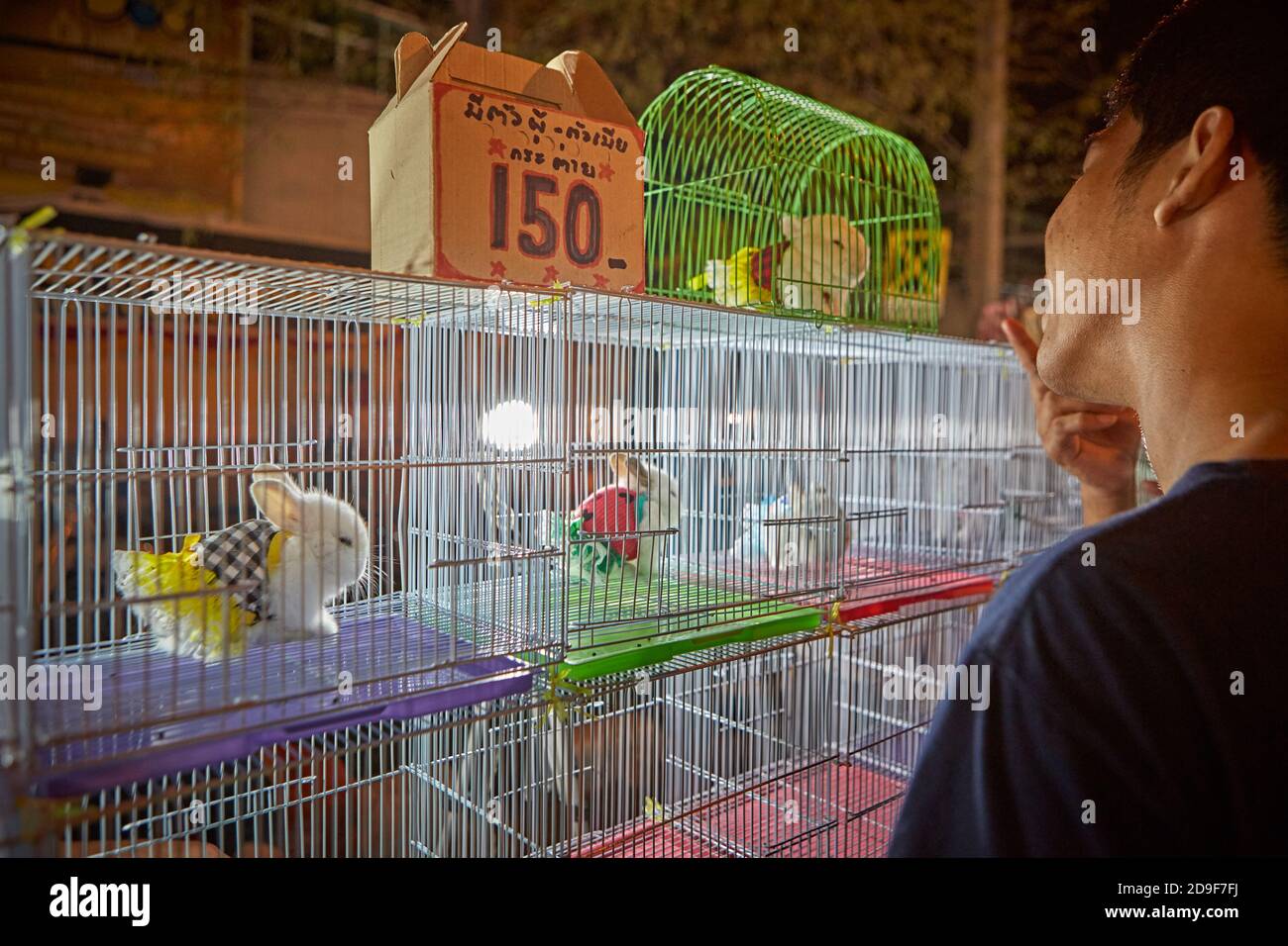 Bangkok, Thailand, March 2016. Sale of rabbit pups in costume at the ...