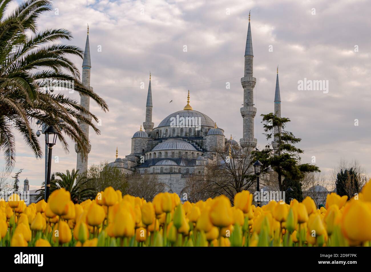 Yellow tulips and Sultanahmet Mosque Stock Photo - Alamy